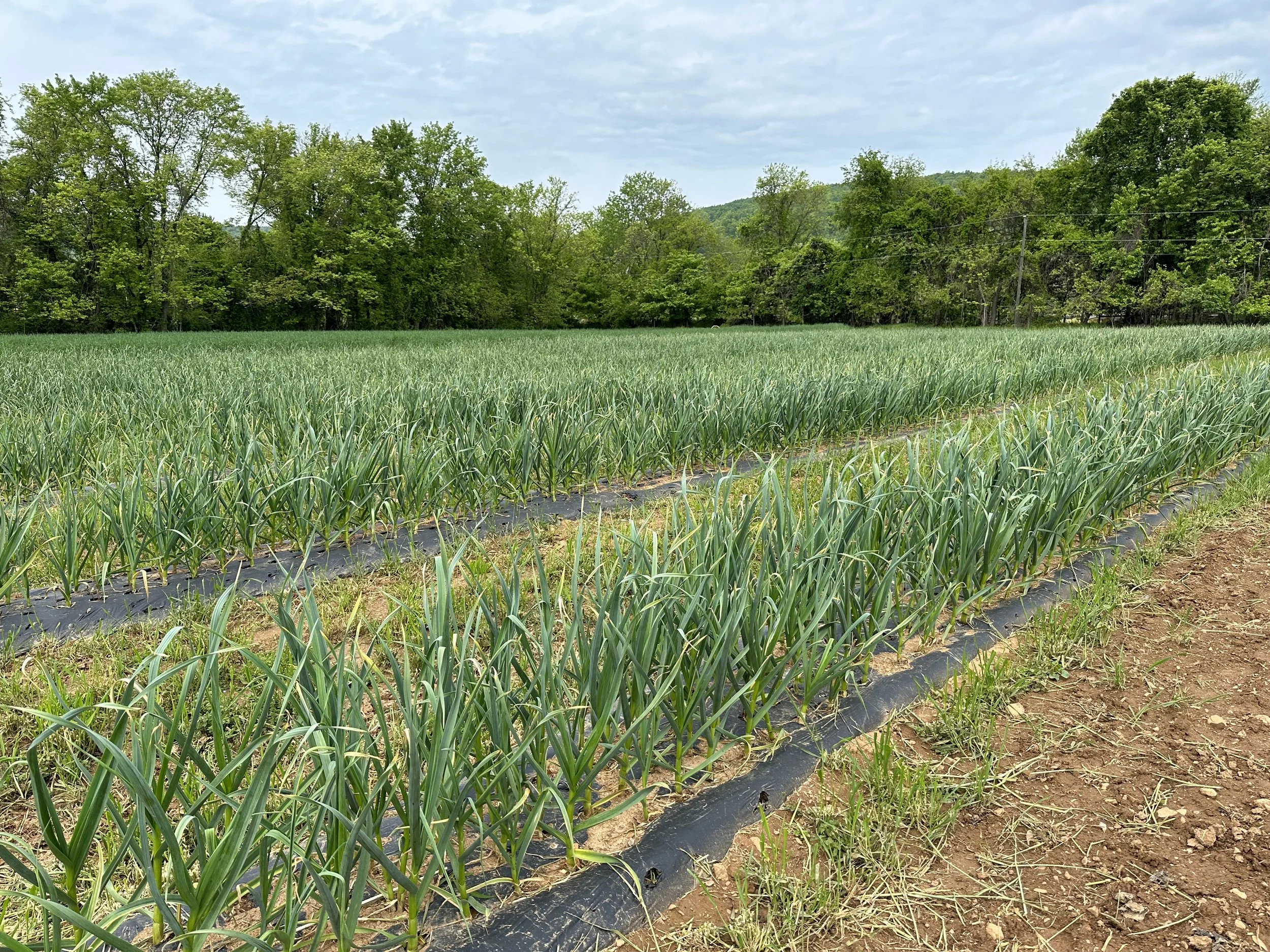 Garlic — Snickers Run Garlic Farm