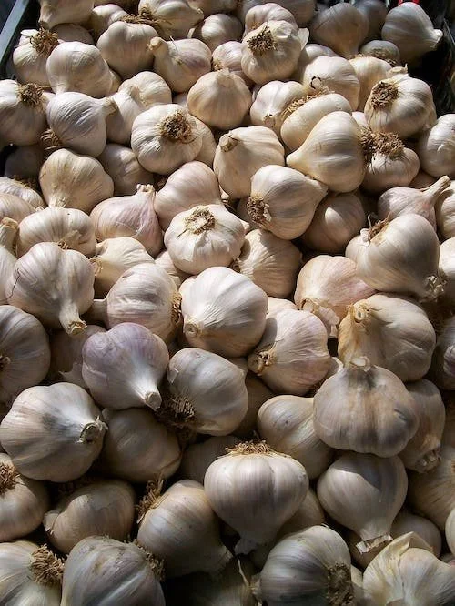Buy Garlic — Snickers Run Garlic Farm