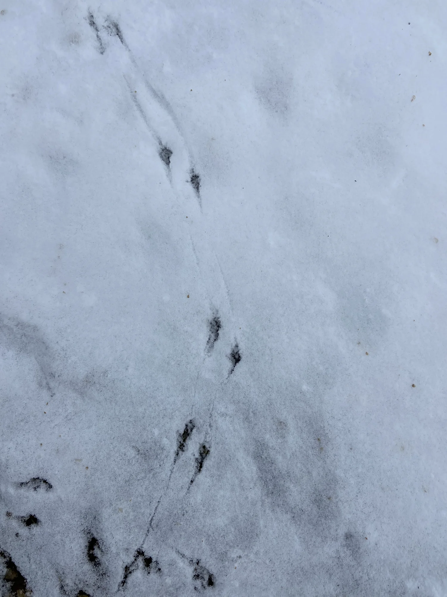 Animal Tracking with Kids: Beginners Guide — discovering anew