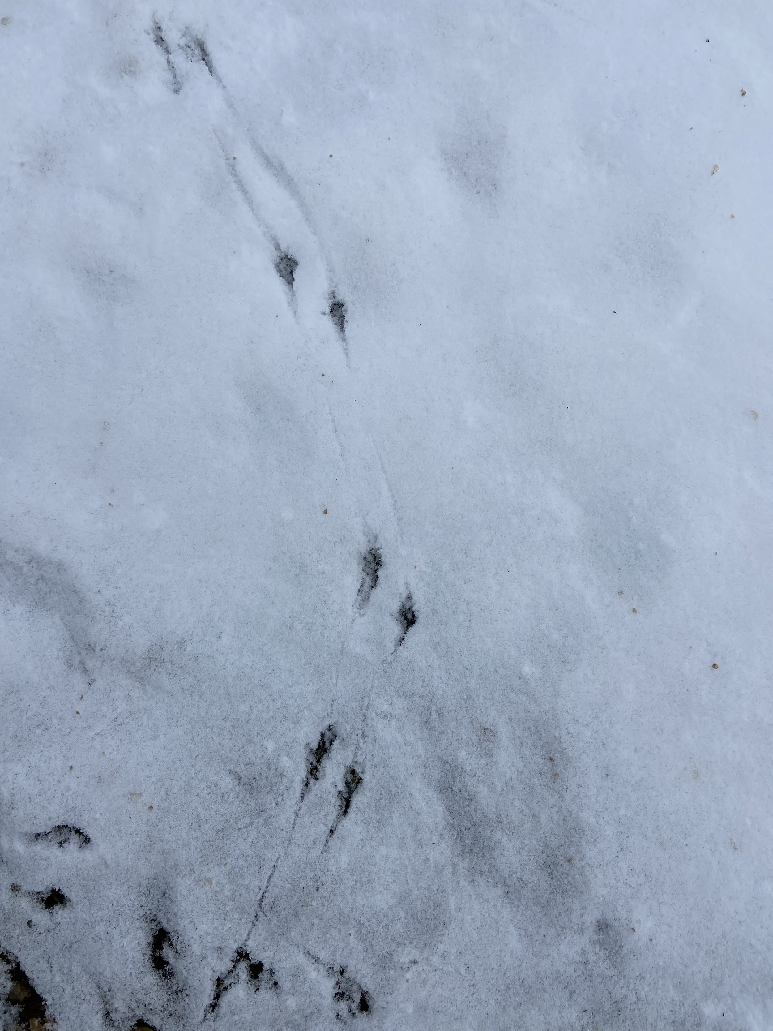 Animal Tracking with Kids: Beginners Guide — discovering anew