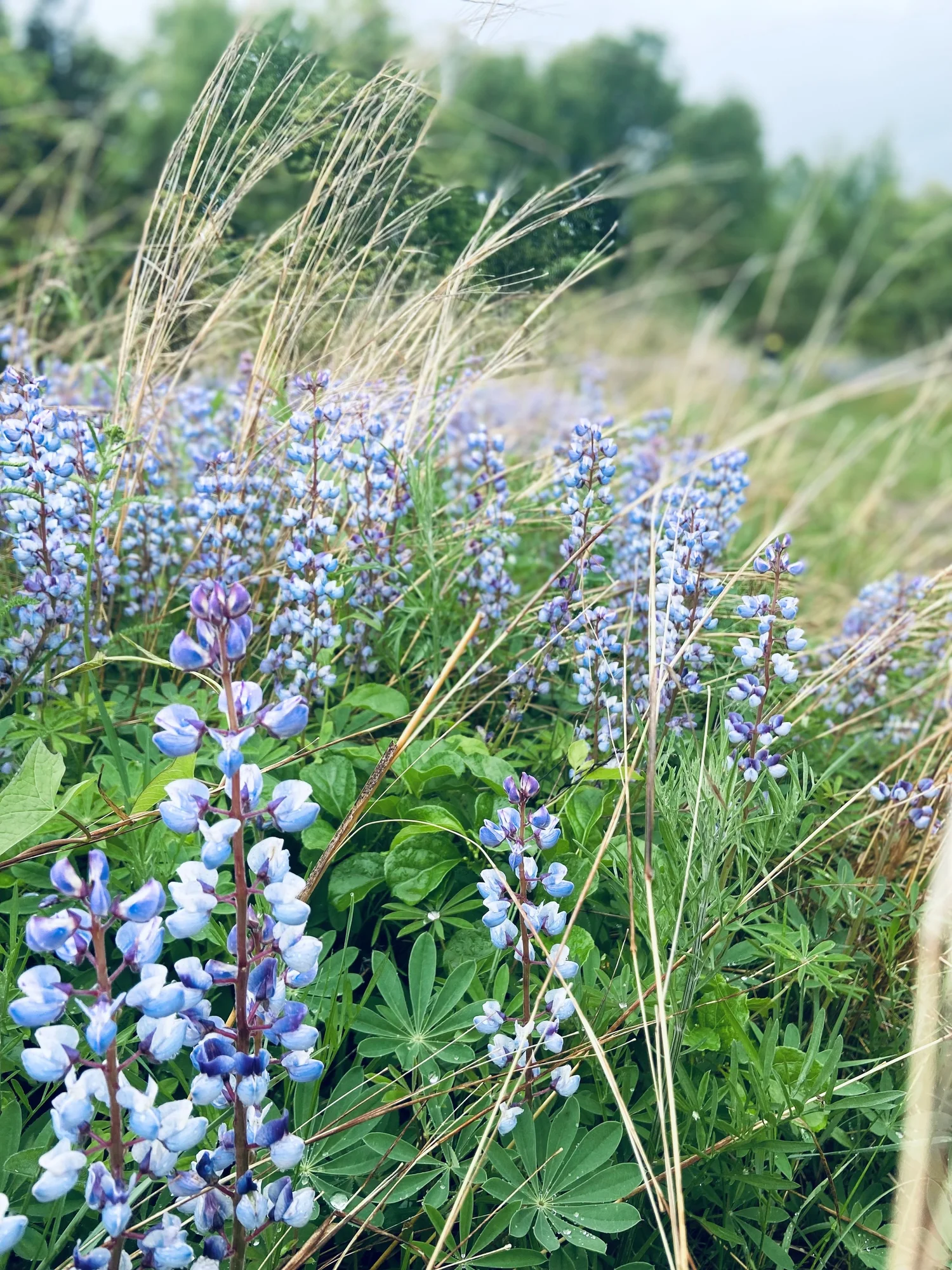 Must Visit Places in Michigan for Flower Lovers: A Bloom Guide to ...