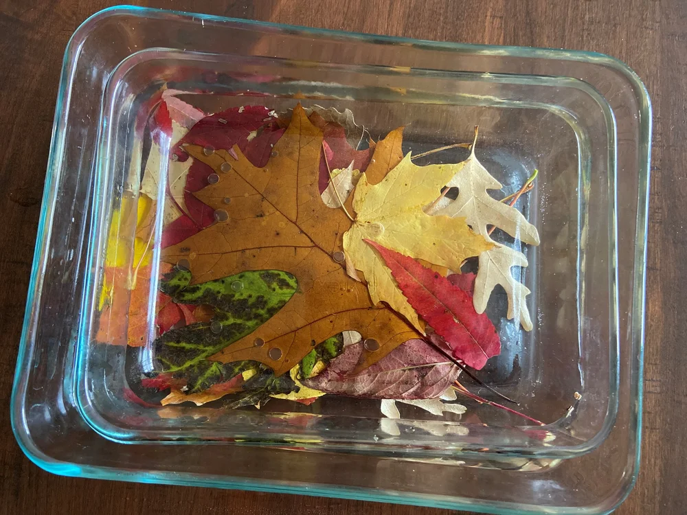 Fall Leaf Preservation with Glycerin — discovering anew