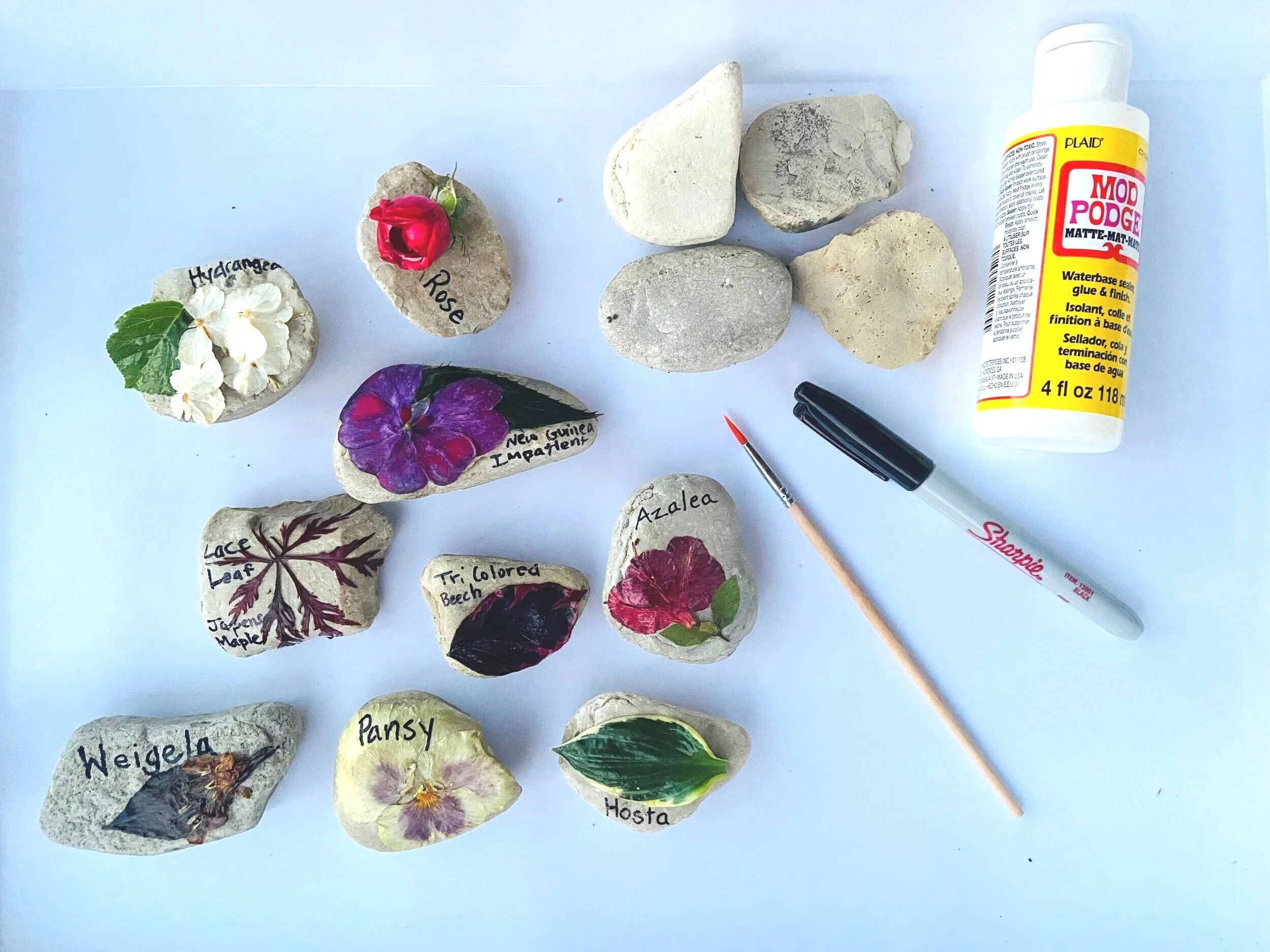 DIY Plant Labels — discovering anew