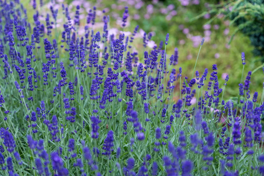 Must Visit Places in Michigan for Flower Lovers: A Bloom Guide to ...