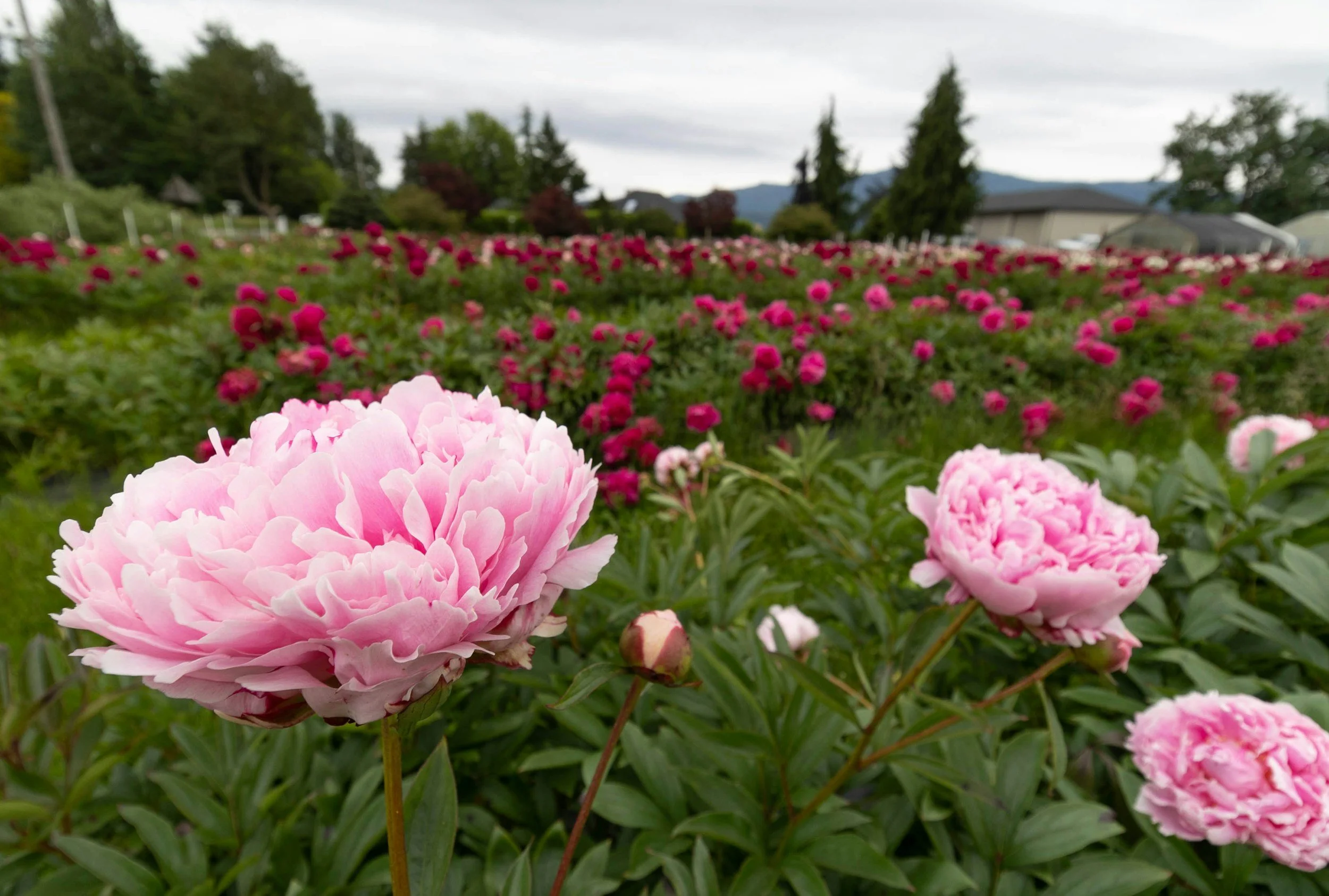 Must Visit Places in Michigan for Flower Lovers: A Bloom Guide to ...
