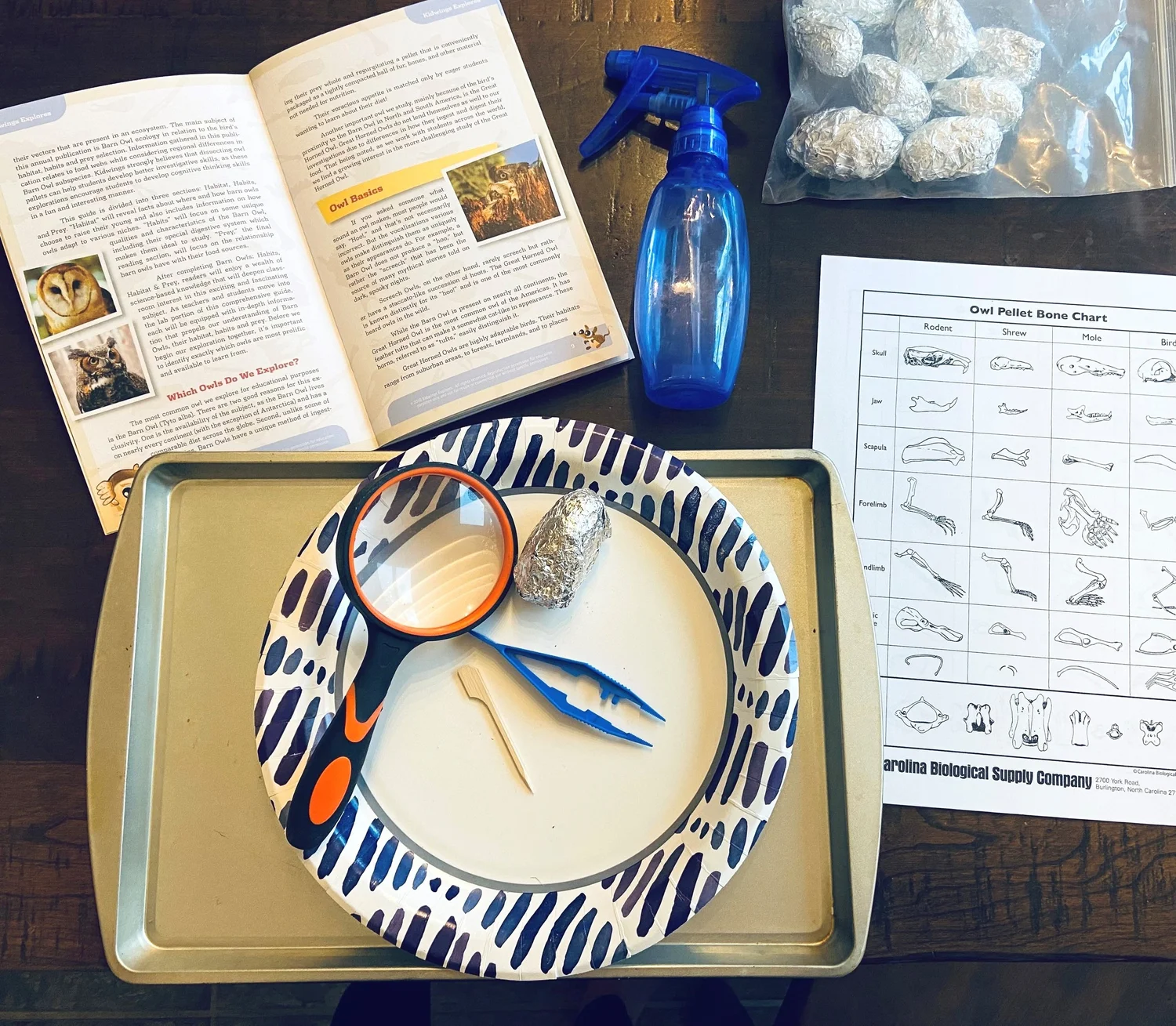 A Guide to Dissecting Owl Pellets — discovering anew