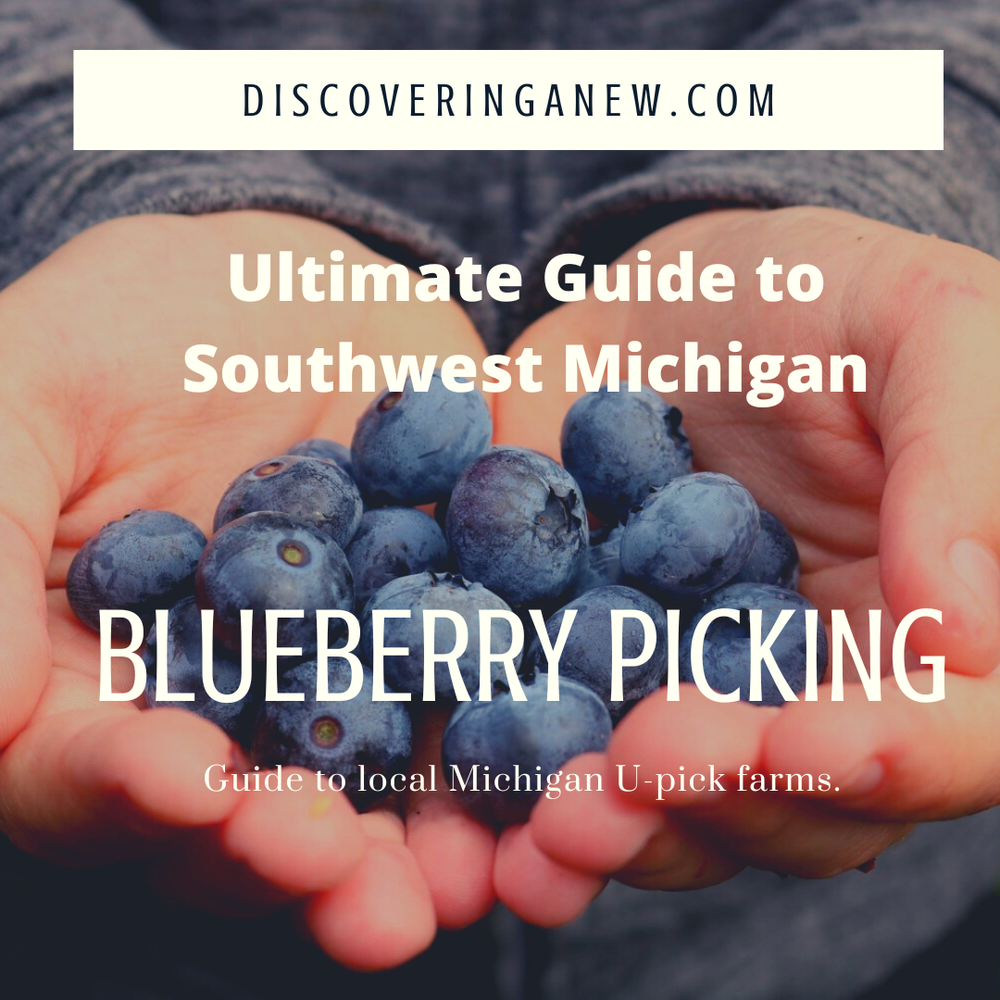 U-pick Blueberries in Southwest Michigan — discovering anew