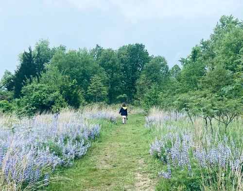 Must Visit Places in Michigan for Flower Lovers: A Bloom Guide to ...