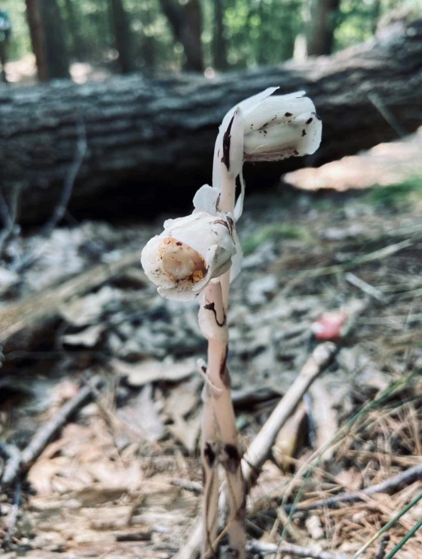 Hike the Magical Narnia Trail — discovering anew