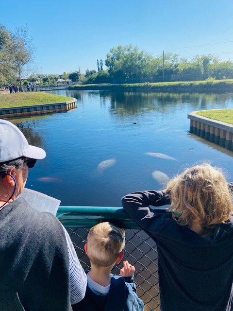 Discover Manatee Park: A Family-Friendly Place to View Manatees ...