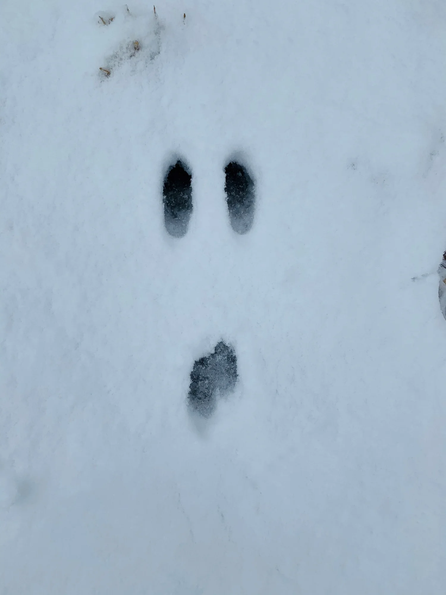 Animal Tracking with Kids: Beginners Guide — discovering anew