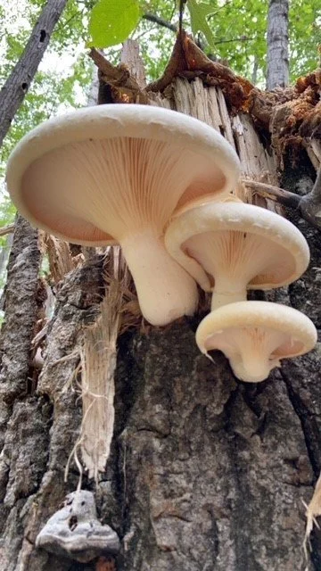 Hike the Magical Narnia Trail — discovering anew