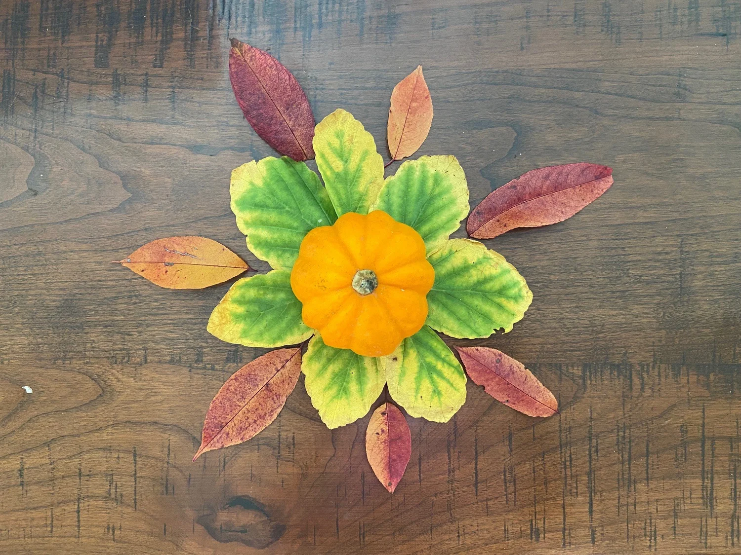 Nature Mandalas: Outdoor Activity for Kids — discovering anew