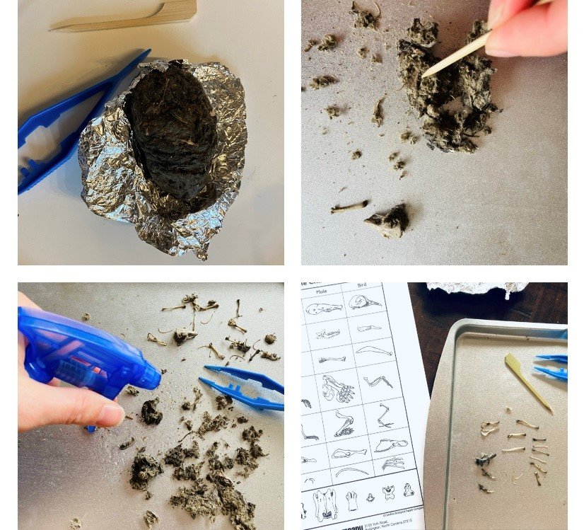 A Guide to Dissecting Owl Pellets — discovering anew