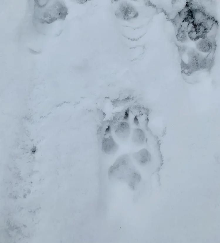 Animal Tracking with Kids: Beginners Guide — discovering anew