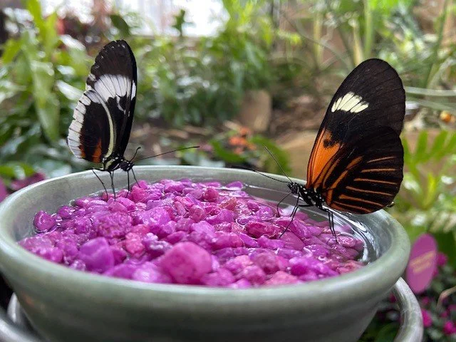 Must Visit Places in Michigan for Flower Lovers: A Bloom Guide to ...