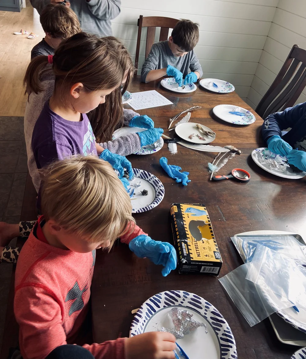 A Guide to Dissecting Owl Pellets — discovering anew