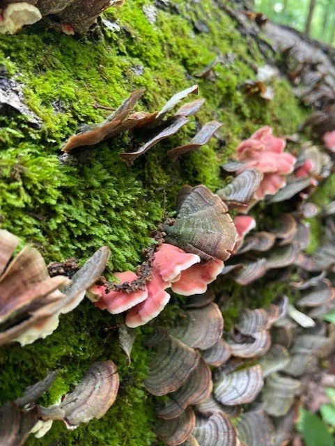 Shawnee State Park, Ohio: Hiking, Activity & Trip Guide for Families ...