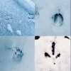 Animal Tracking with Kids: Beginners Guide — discovering anew