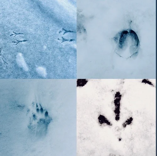 Animal Tracking with Kids: Beginners Guide — discovering anew