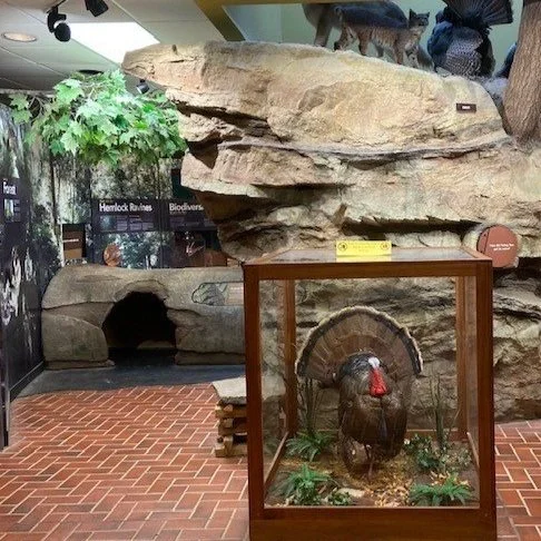 Turkey Run State Park Trail Guide for Families & Nature Lovers ...