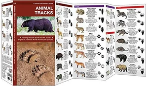 Animal Tracking with Kids: Beginners Guide — discovering anew