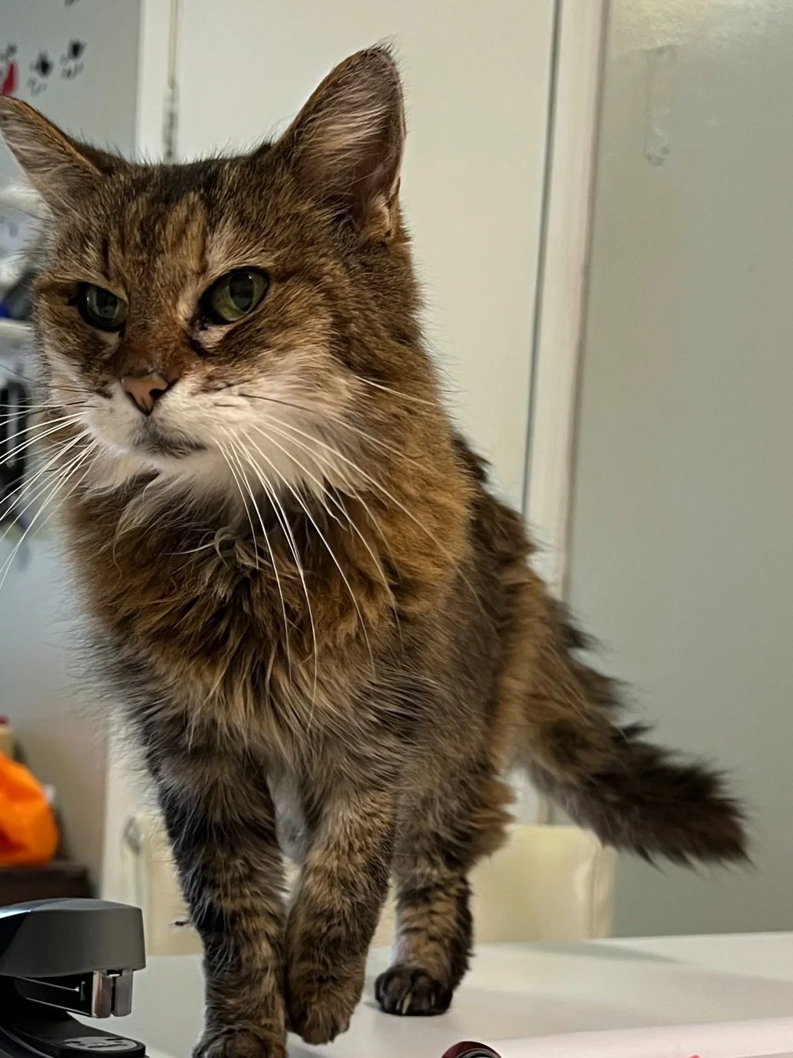 Cats — Carleton County Animal Shelter