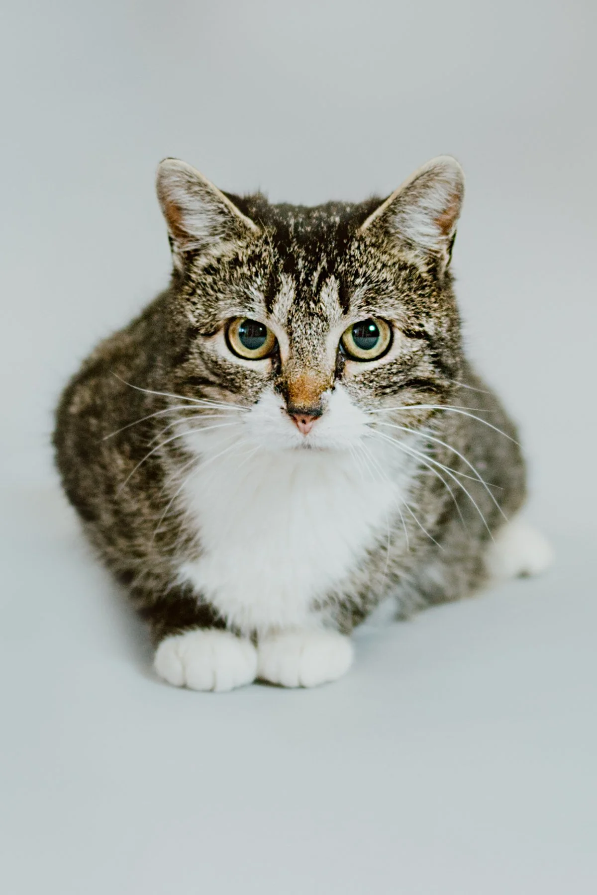 Cats — Carleton County Animal Shelter