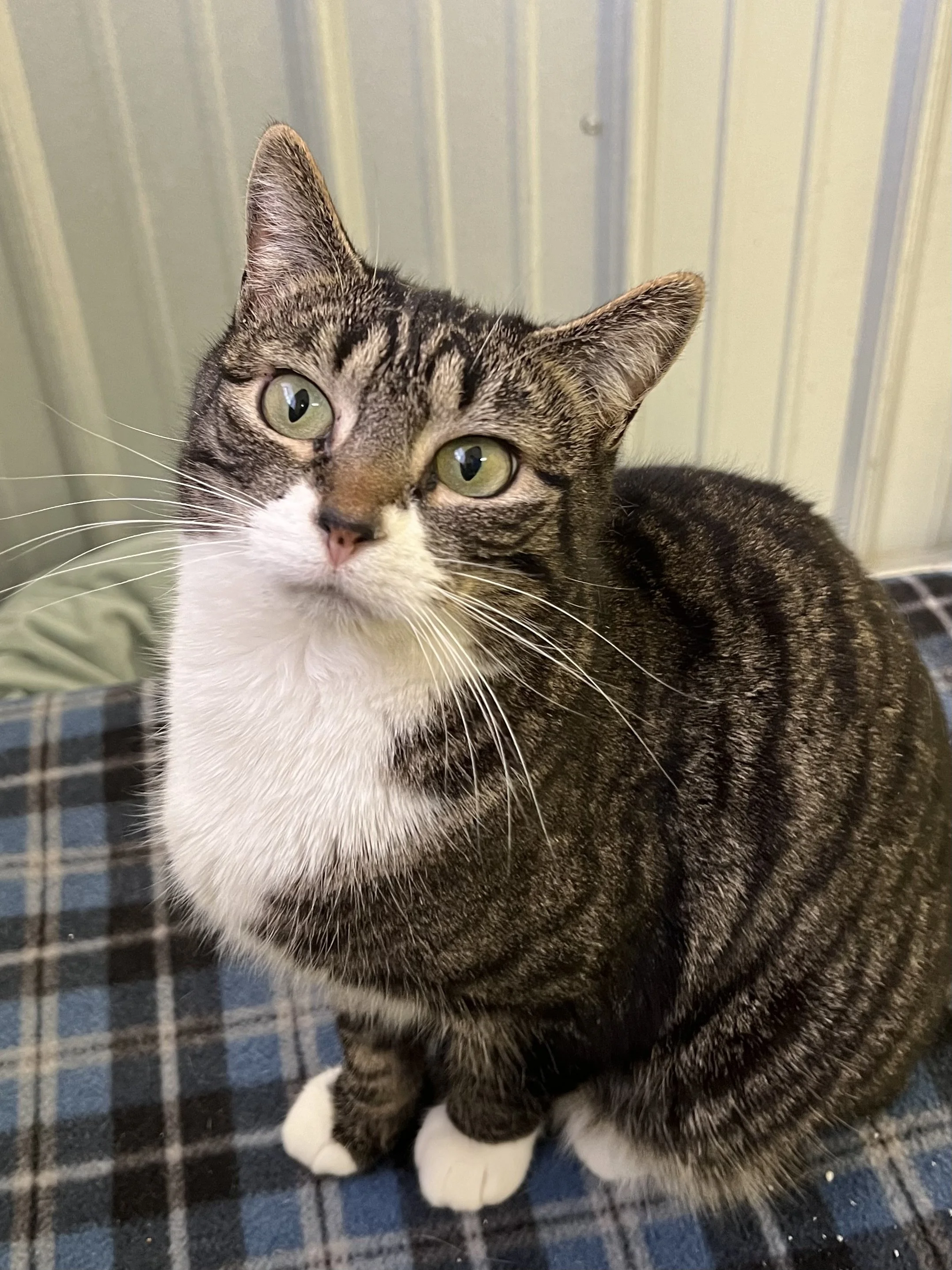 Cats — Carleton County Animal Shelter