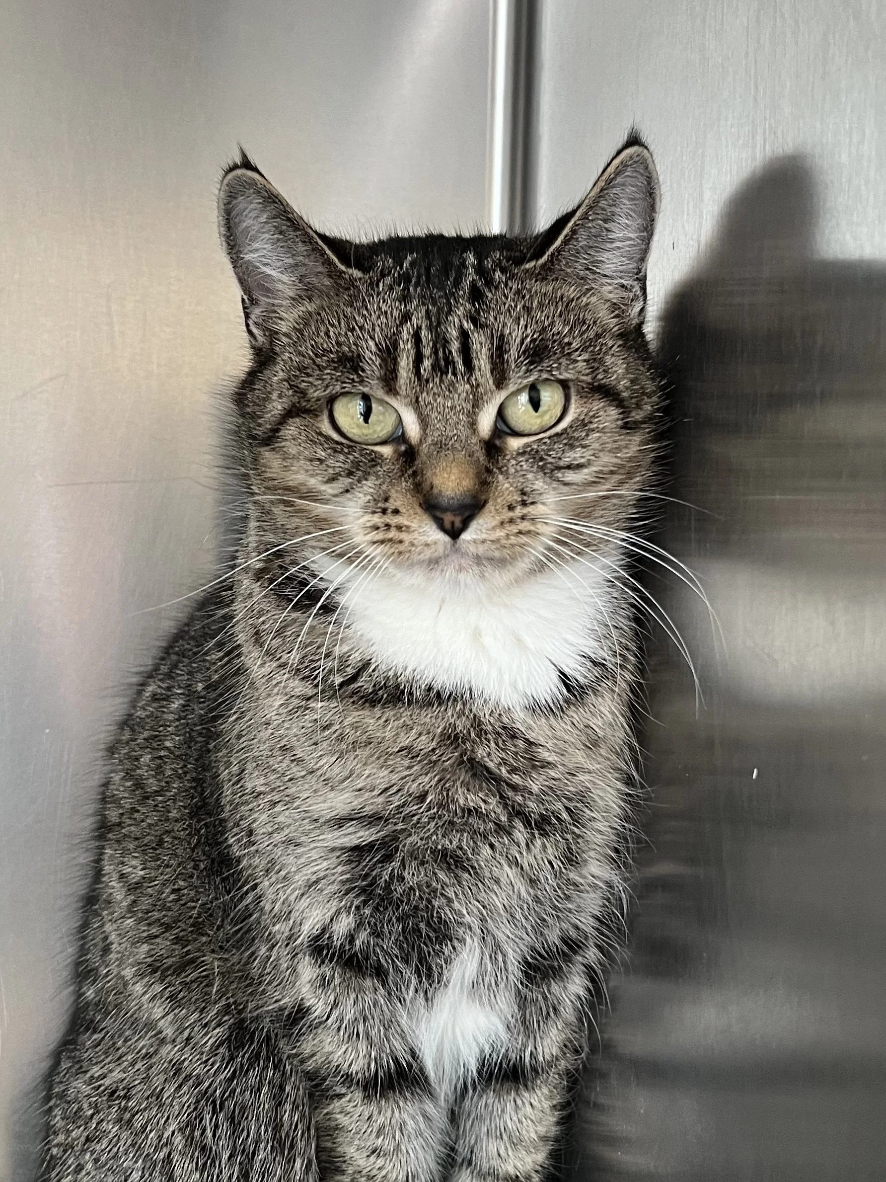 Cats — Carleton County Animal Shelter