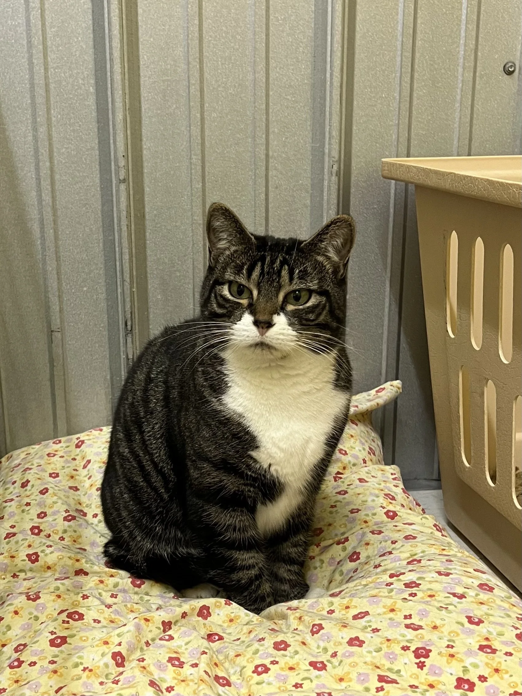 Cats — Carleton County Animal Shelter