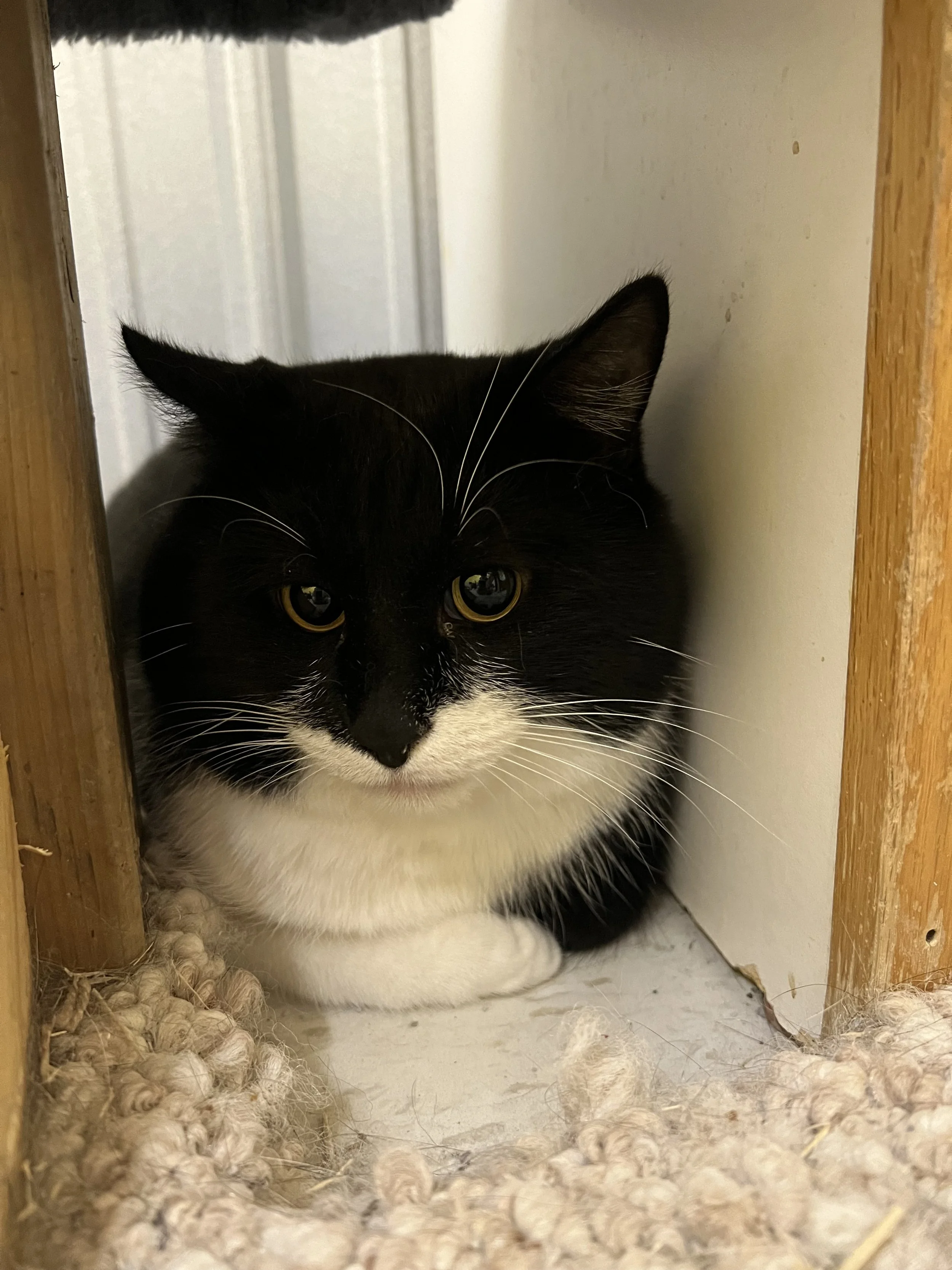 Cats — Carleton County Animal Shelter