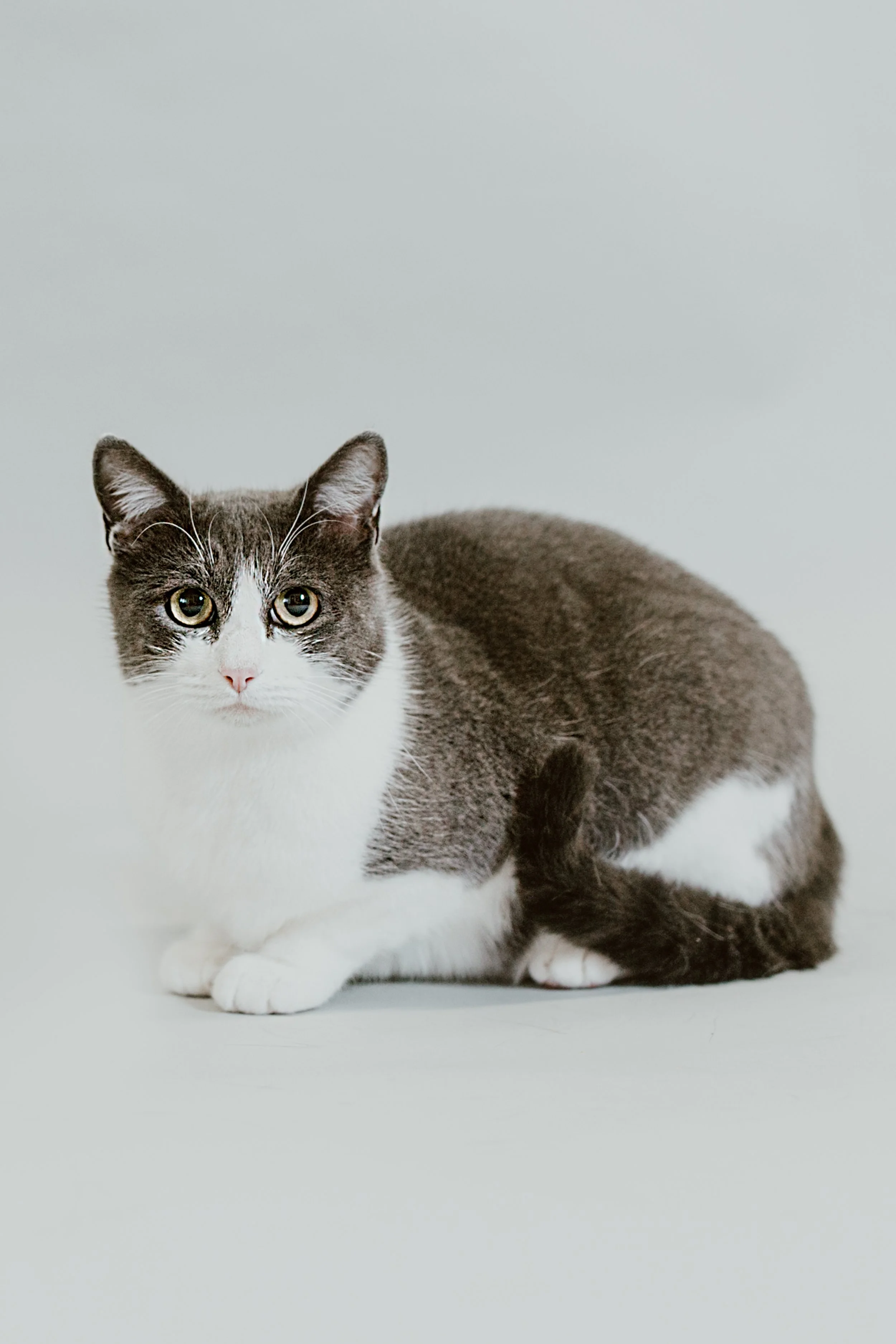 Cats — Carleton County Animal Shelter