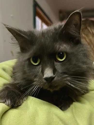 Cats — Carleton County Animal Shelter