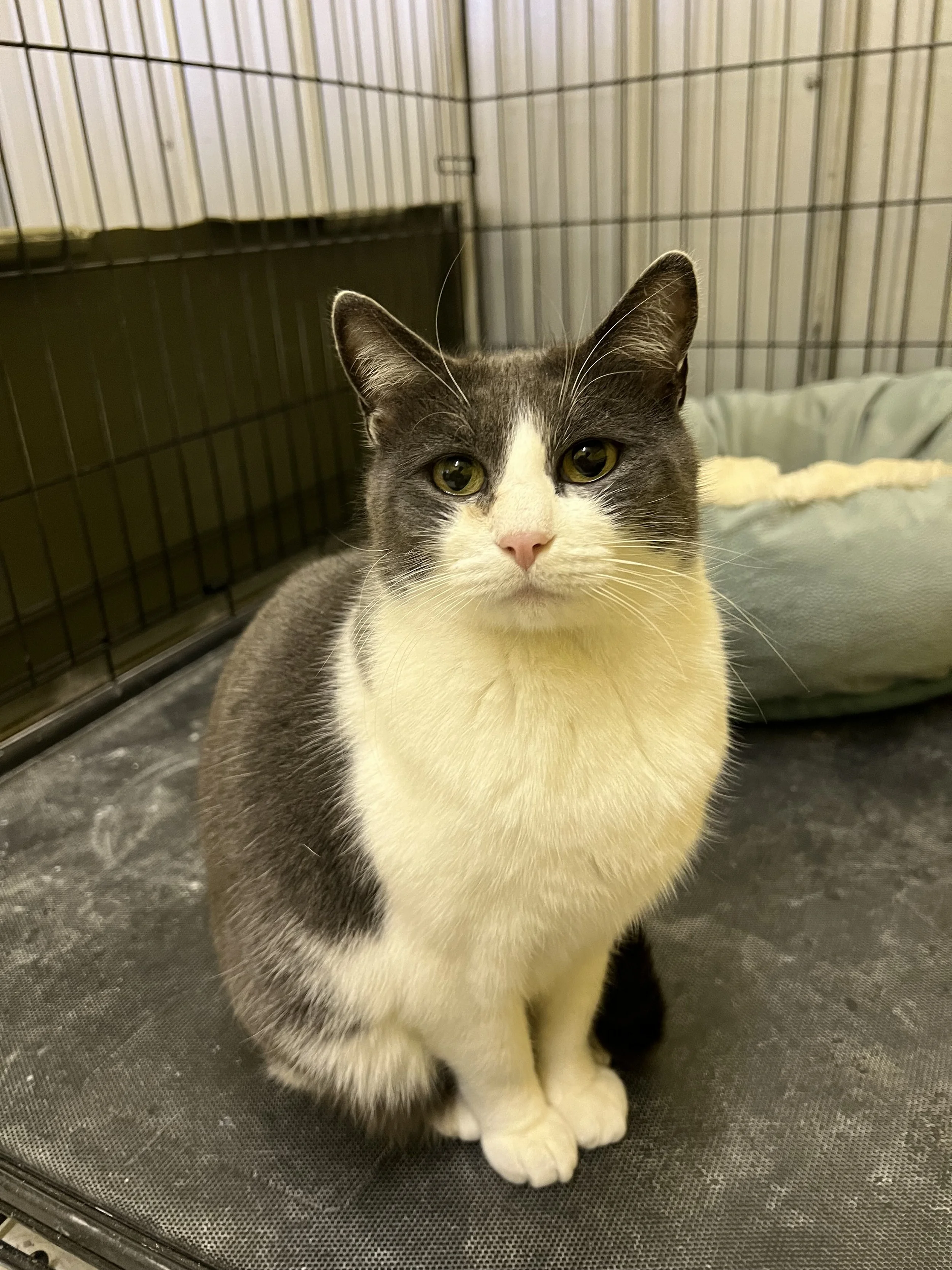 Cats — Carleton County Animal Shelter