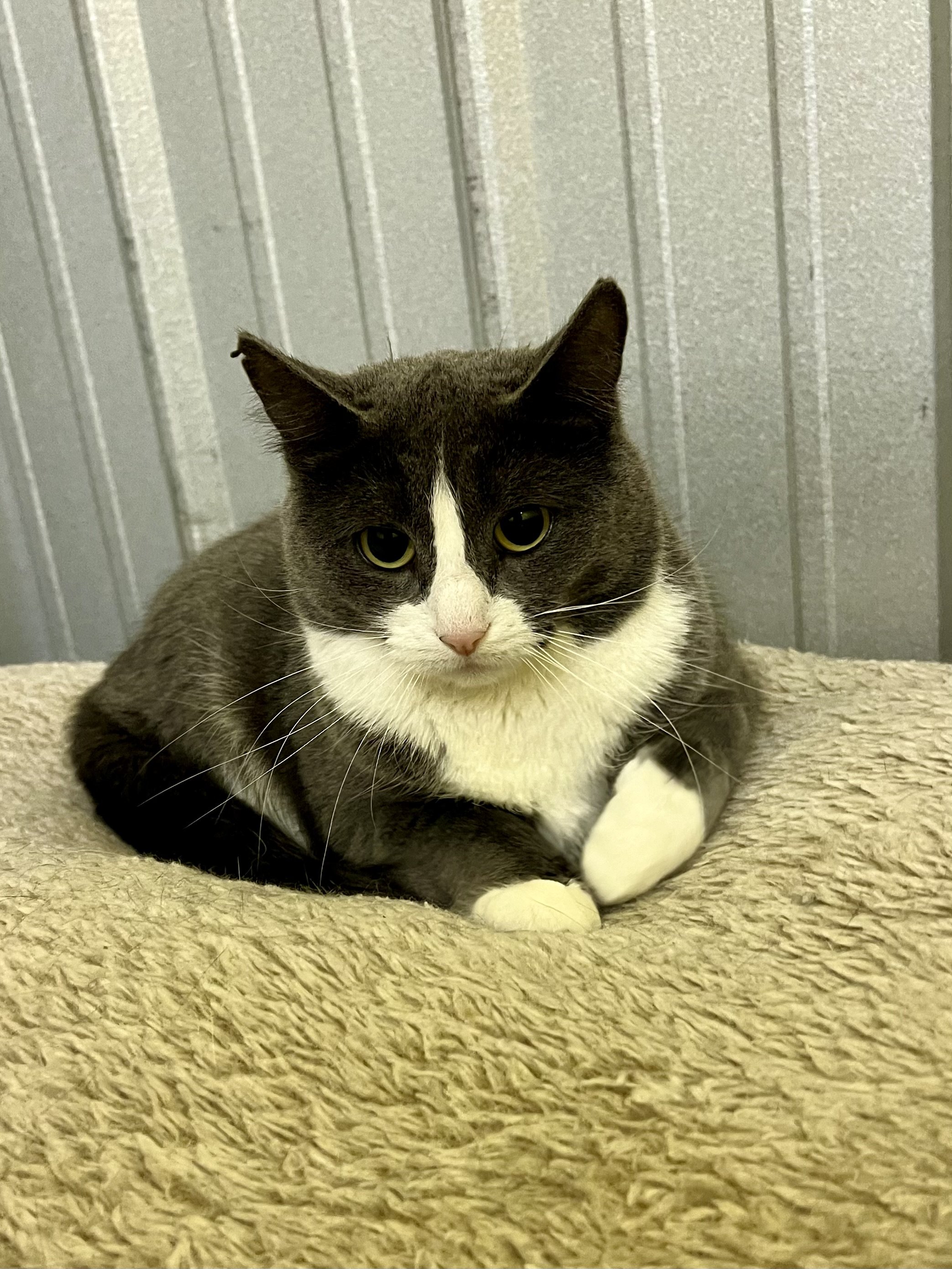 Cats — Carleton County Animal Shelter