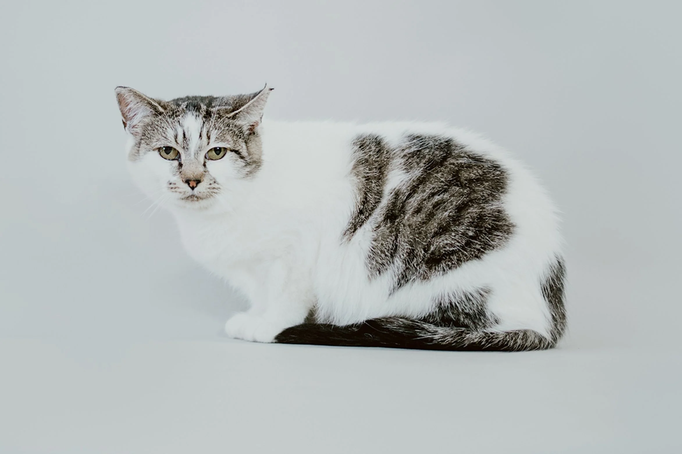 Cats — Carleton County Animal Shelter