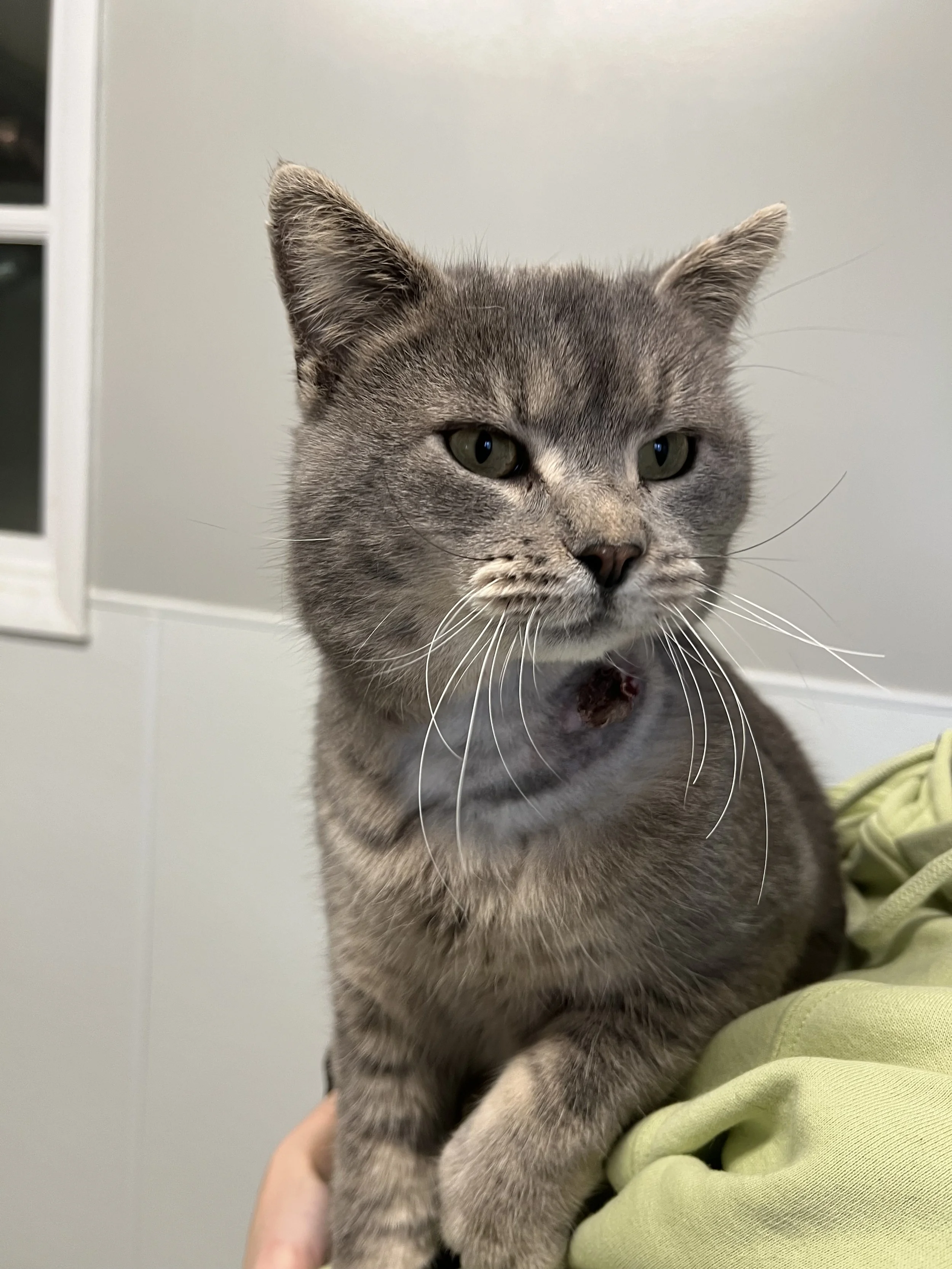 Cats — Carleton County Animal Shelter