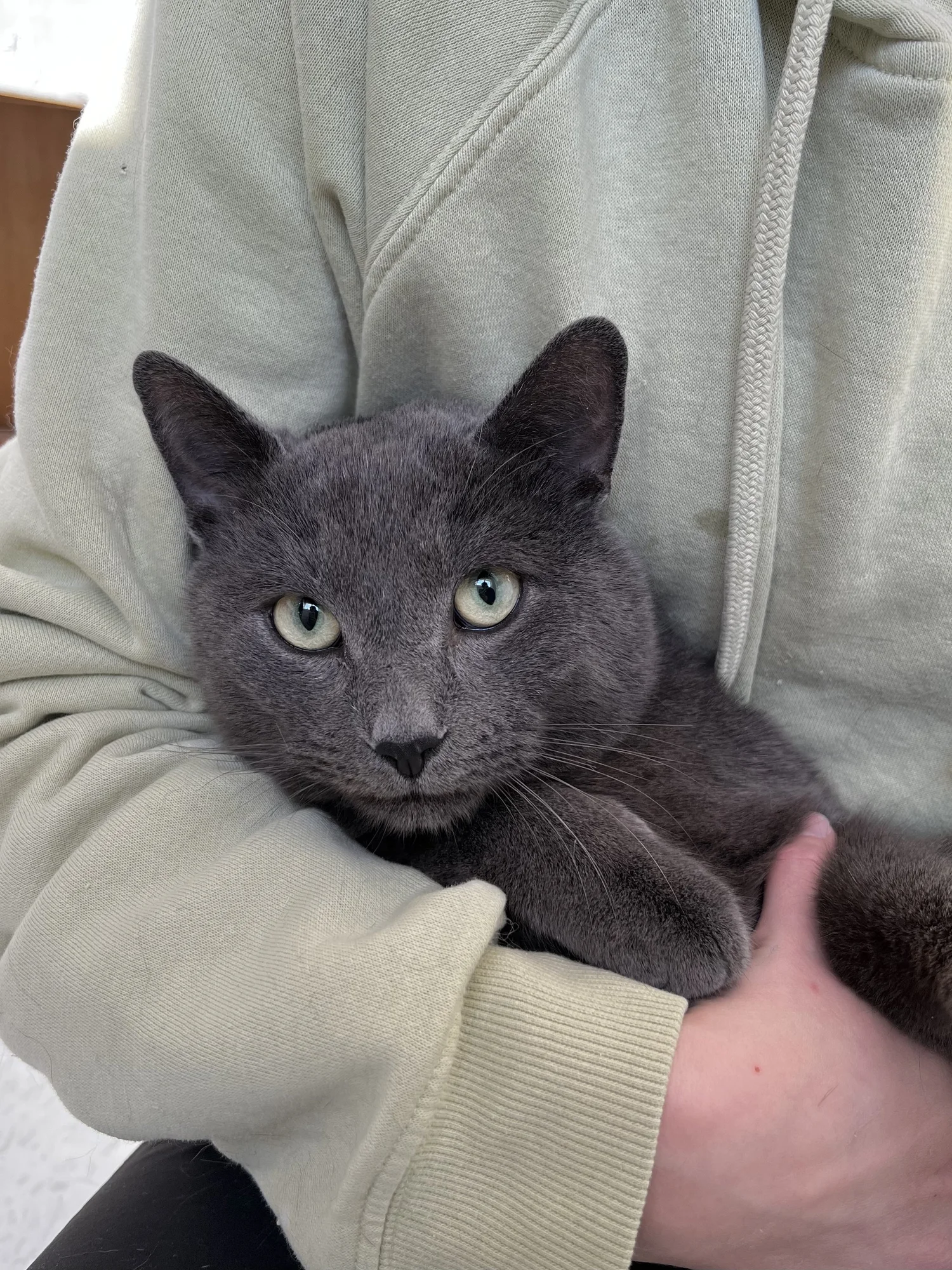 Cats — Carleton County Animal Shelter