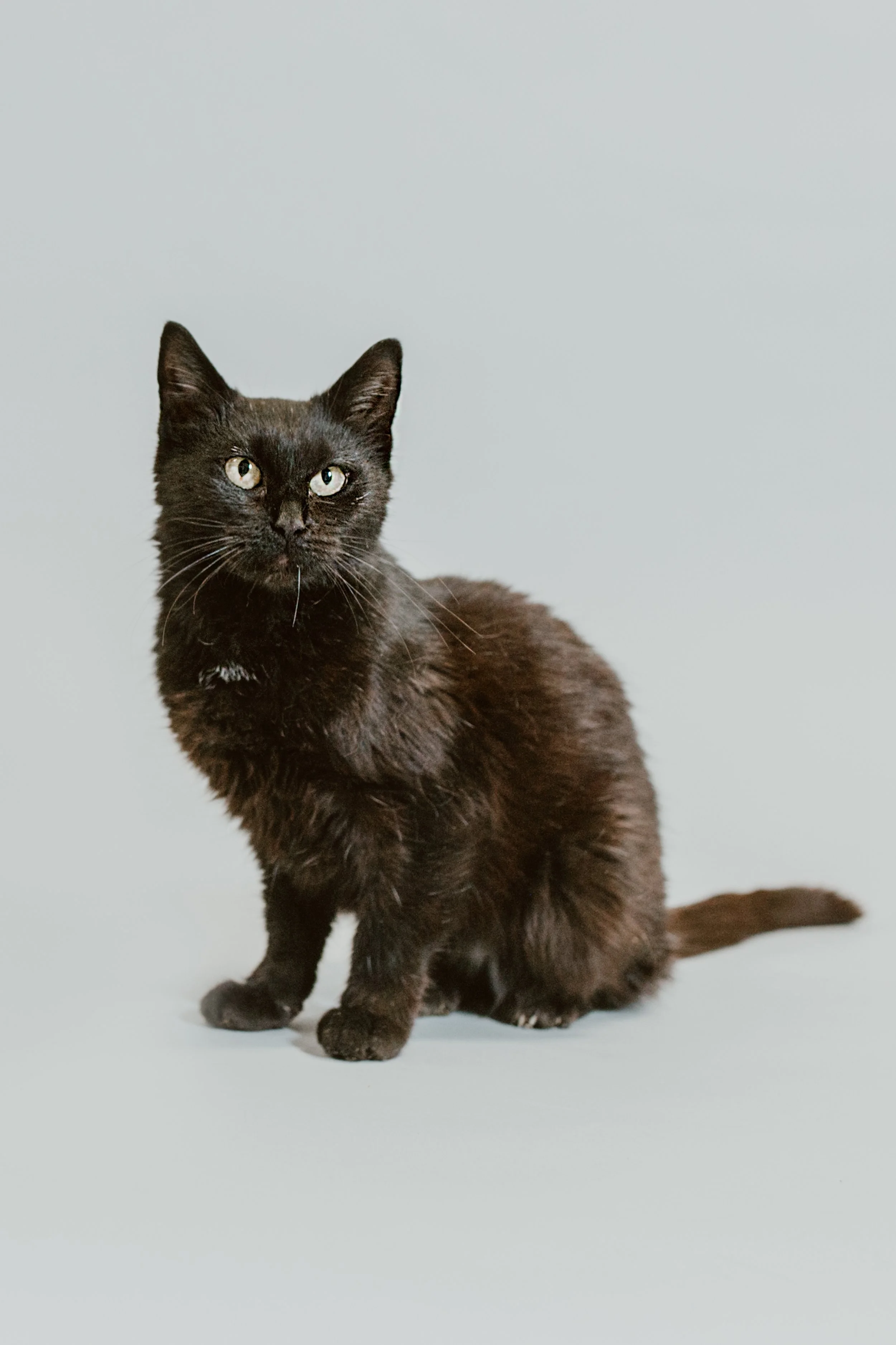Cats — Carleton County Animal Shelter