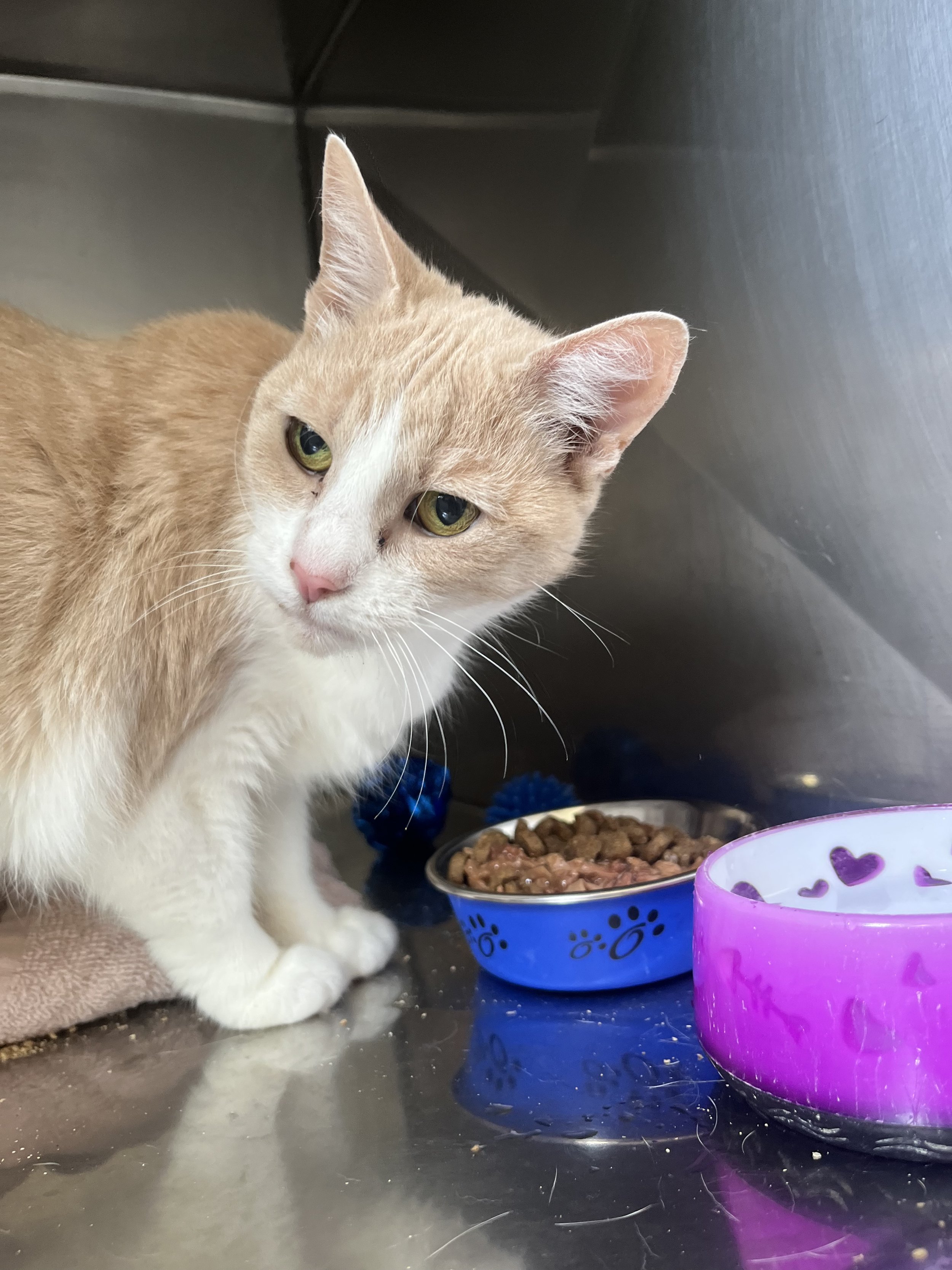 Cats — Carleton County Animal Shelter