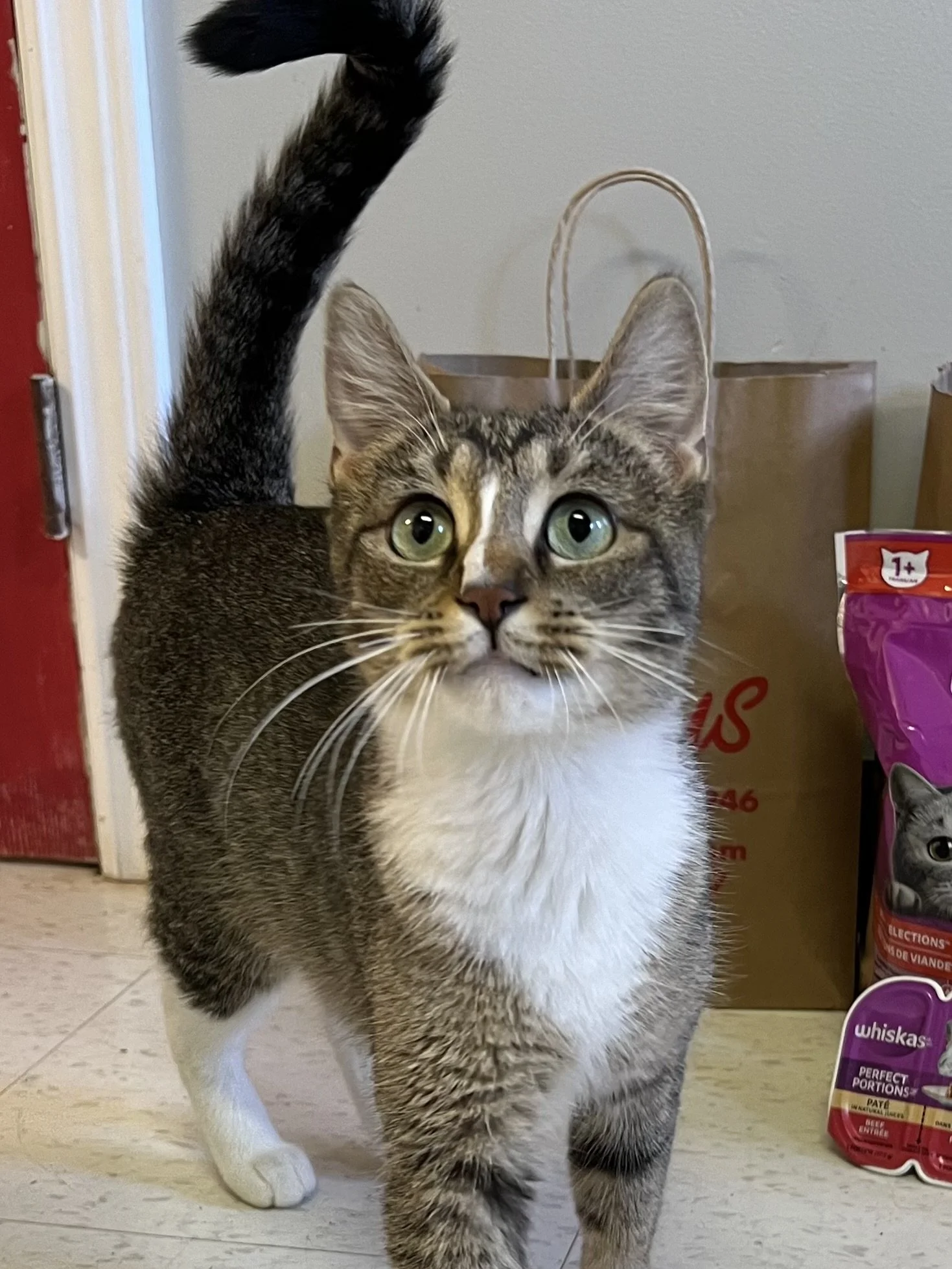 Cats — Carleton County Animal Shelter