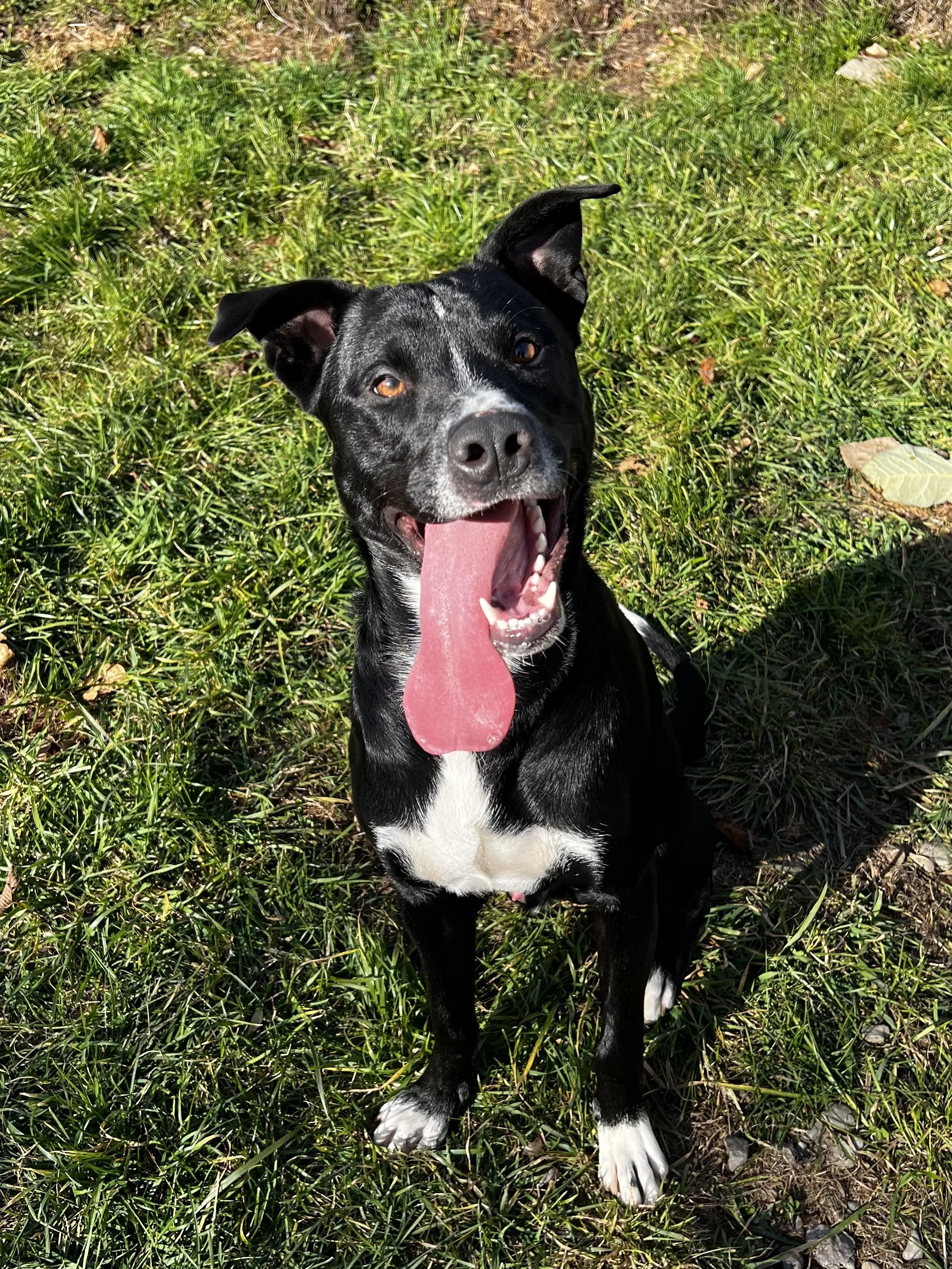 Dogs — Carleton County Animal Shelter