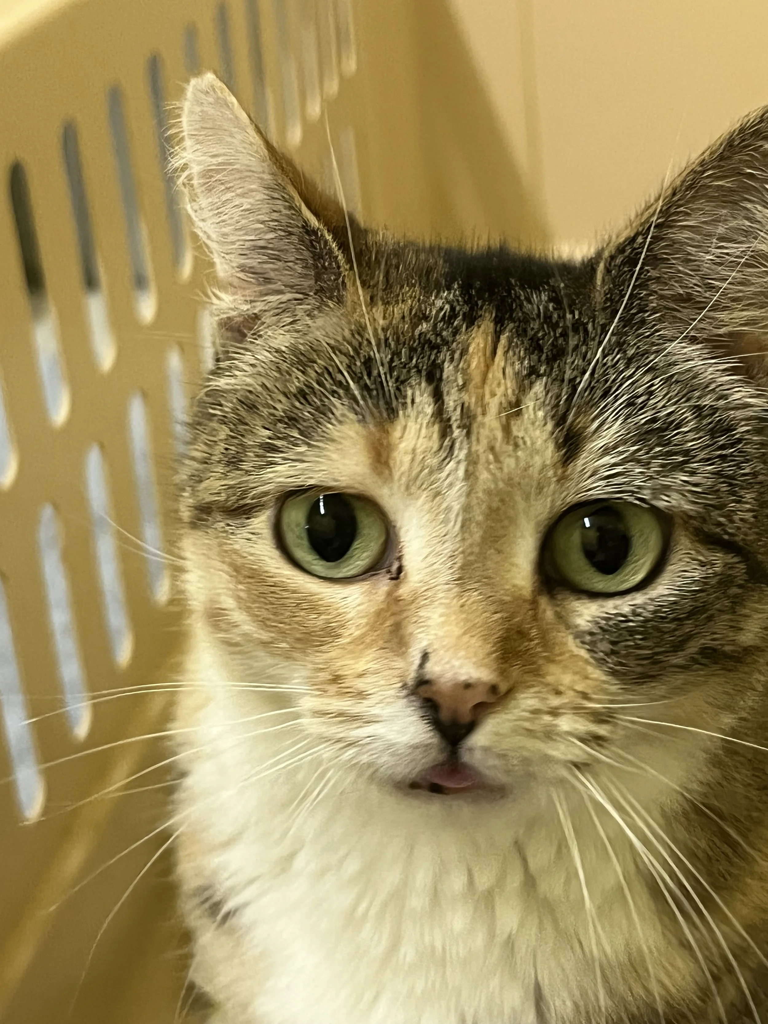 Cats — Carleton County Animal Shelter