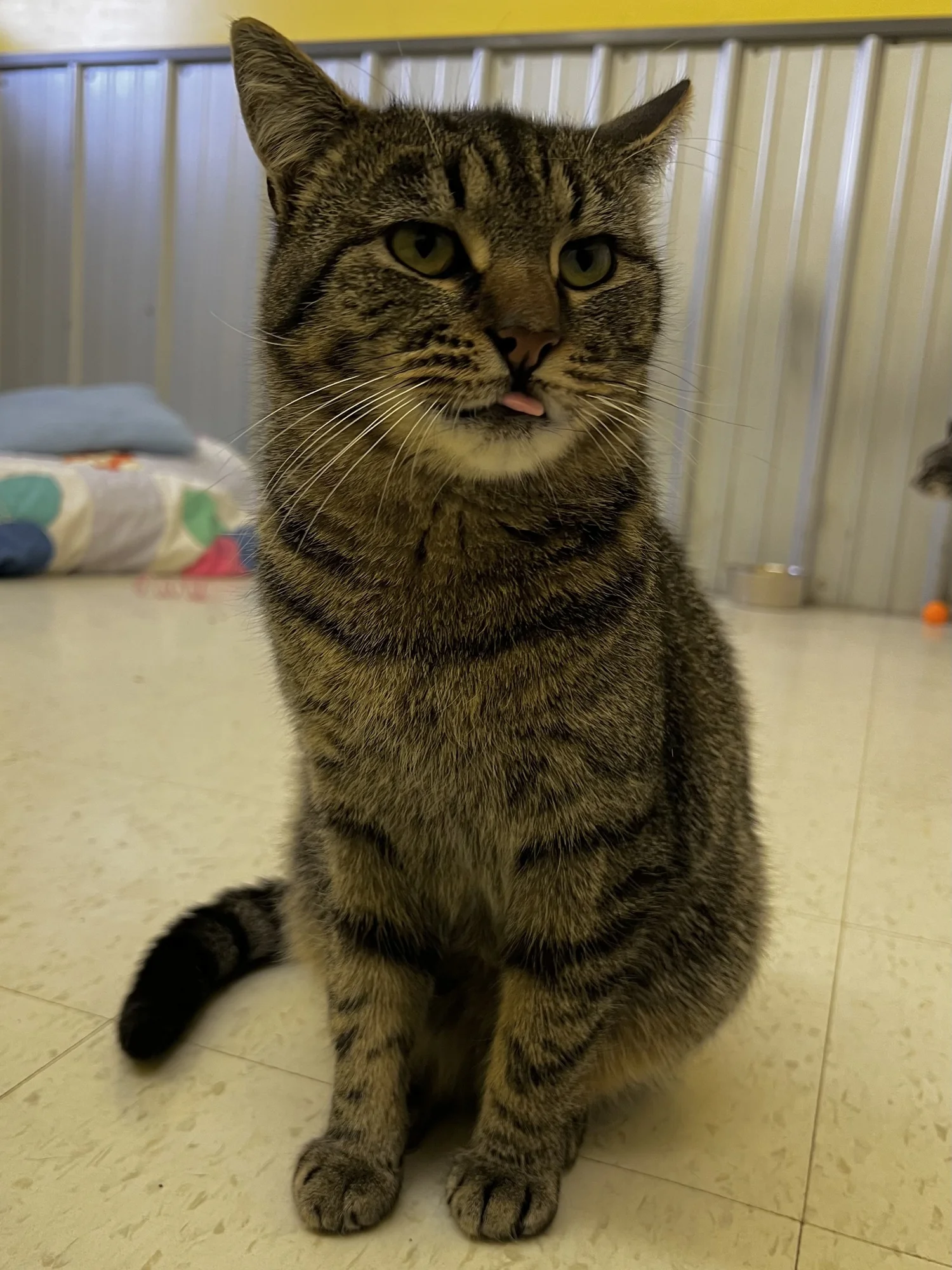 Cats — Carleton County Animal Shelter
