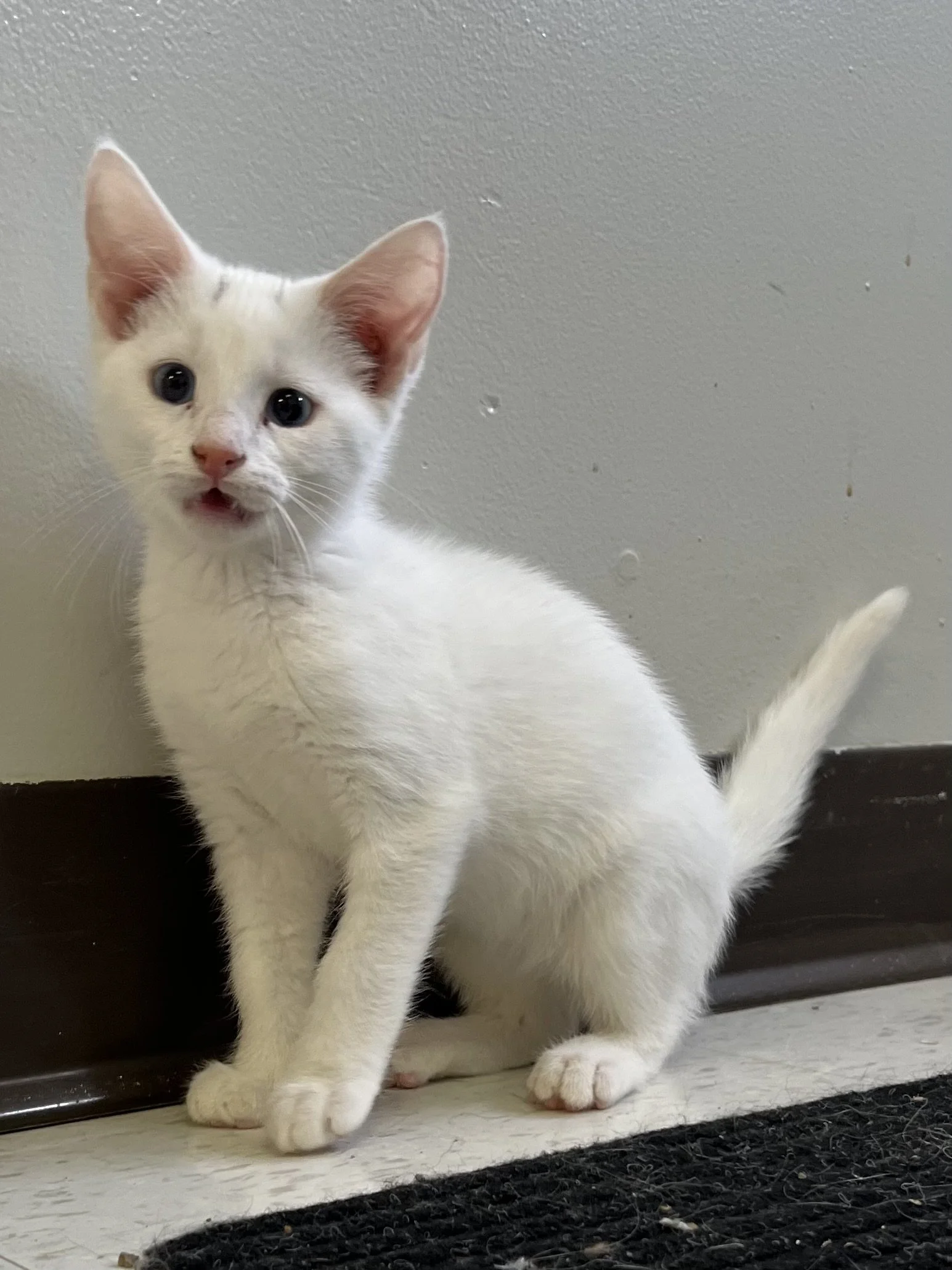 Cats — Carleton County Animal Shelter