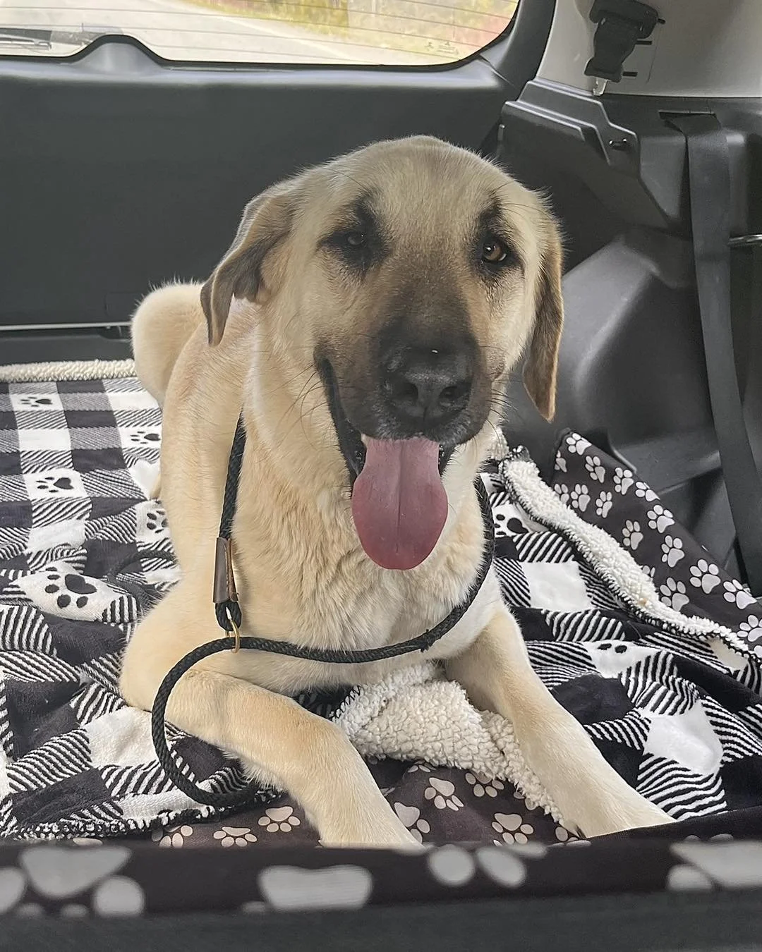 Dogs — Carleton County Animal Shelter