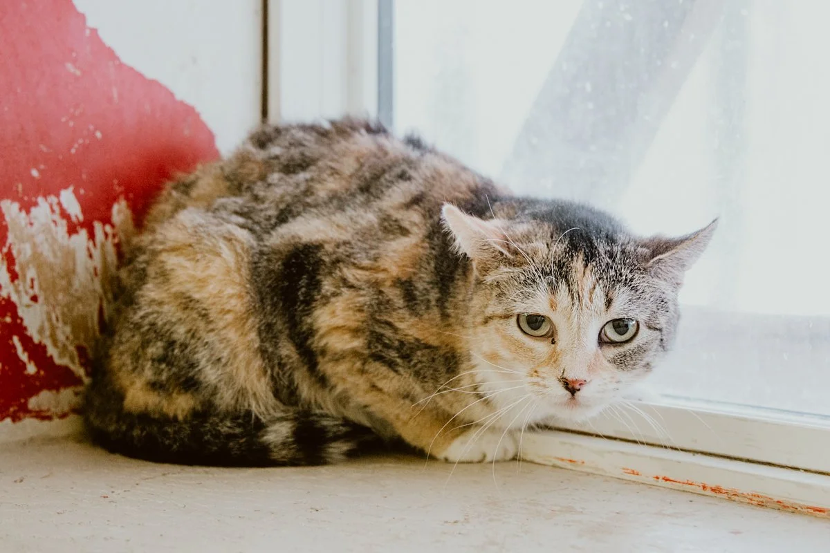Cats — Carleton County Animal Shelter