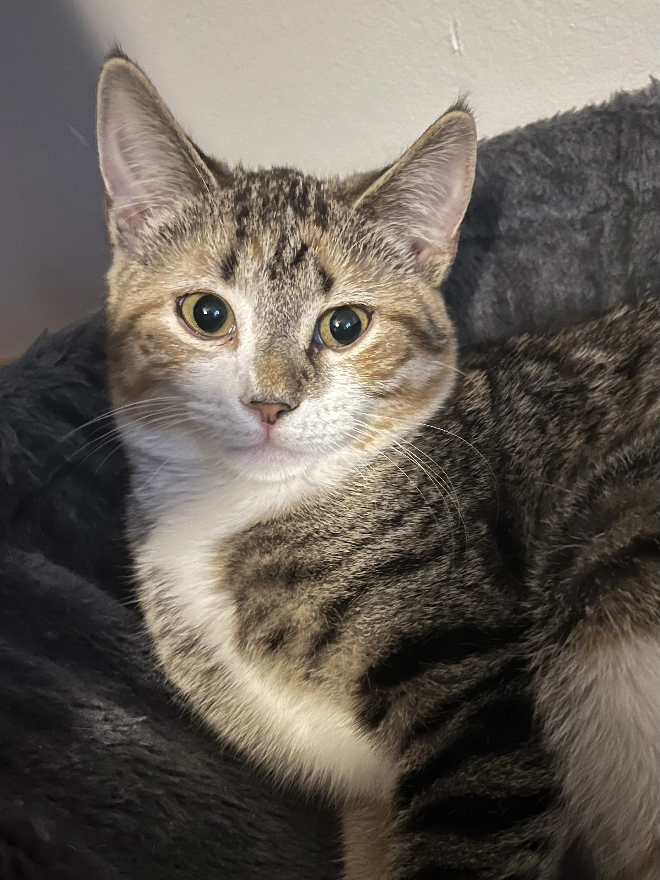 Cats — Carleton County Animal Shelter