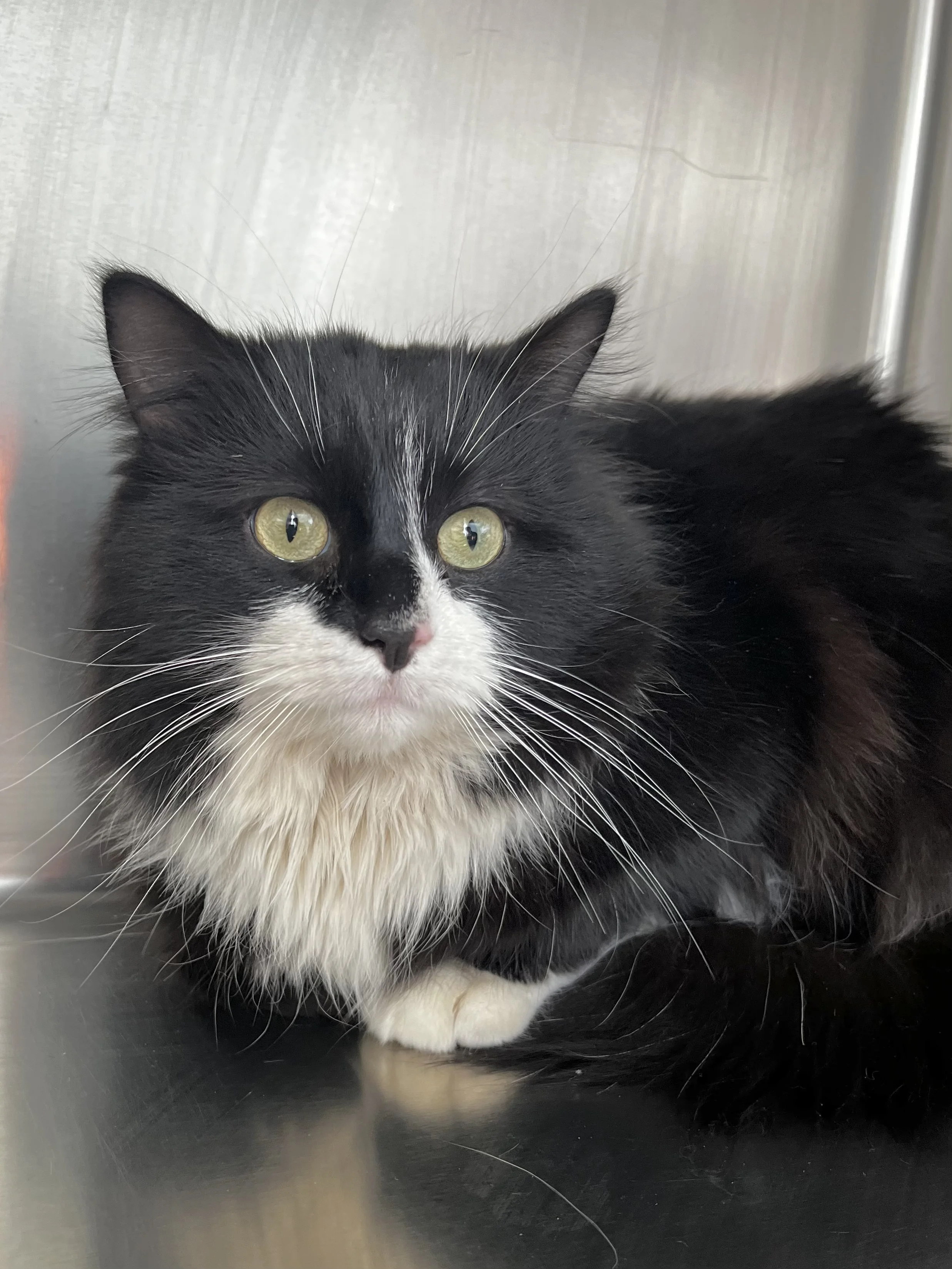 Cats — Carleton County Animal Shelter